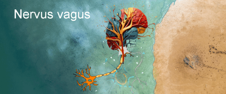 Nervus vagus – Trauma La Nova